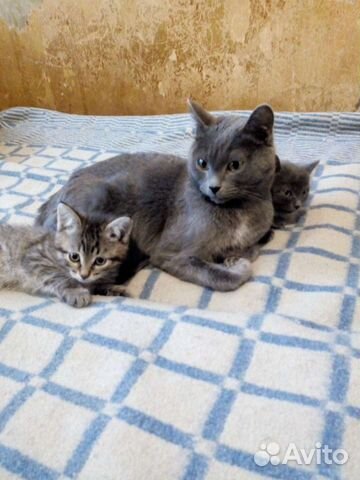 Котята русская голубая