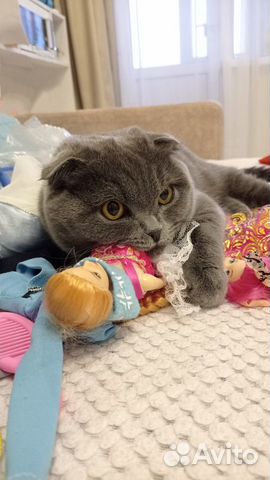 Шотландская вислоухая кошка