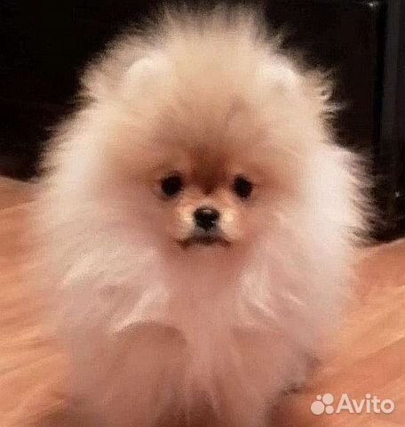 Померанский шпиц мини