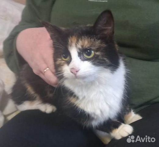Мурчалка,подобранная с улицы, 5 мес. лоток+