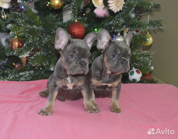 Девочки редкого окраса - Голубой с Подпалом