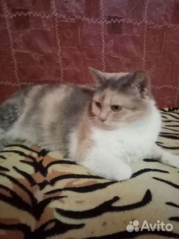 Кошка Лера в добрые руки