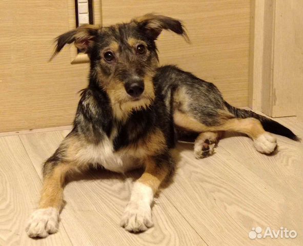 Убежала собака