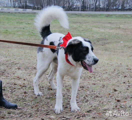 Супер пес пропадет в приюте