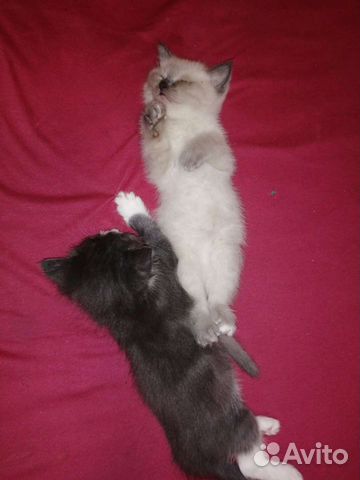 Британские котята