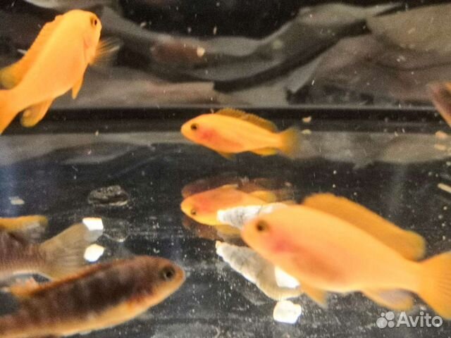 Красная зебра RR