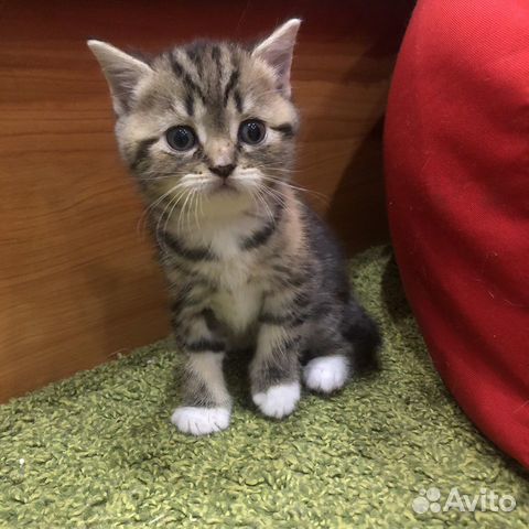 Котята