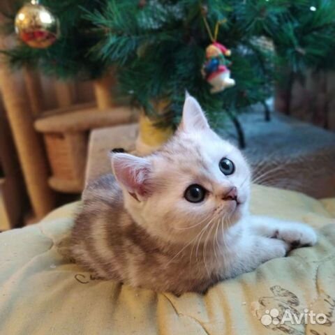 Шотландский мраморный прямоухий котик