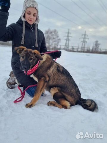 Щенок Рэй мечтает о доме