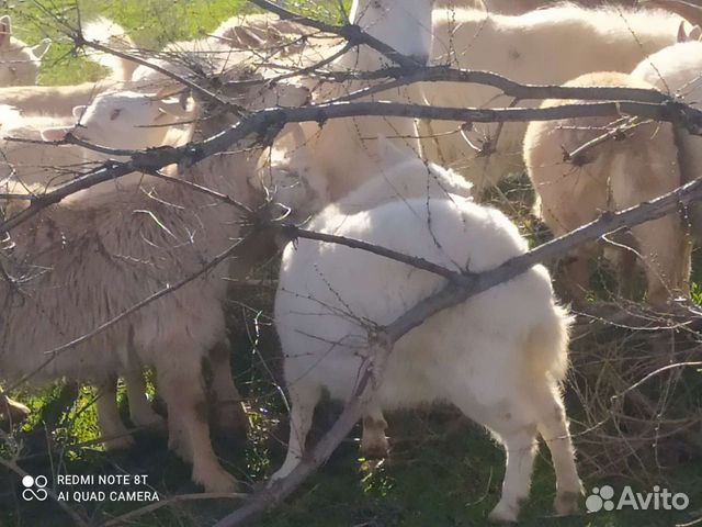 Коза дойная молочная