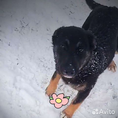 Собака в добрые руки щенок