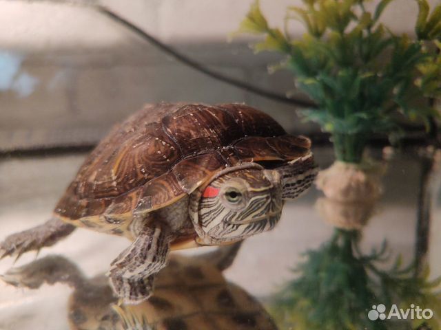 Отдадим речных черепах в добрые руки