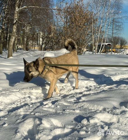 Домашнему Джокеру тяжело жить в приюте