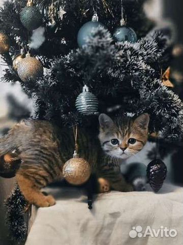 Британский котенок