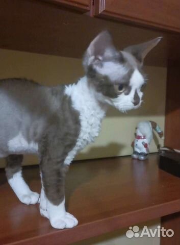 Котята девон-рекс