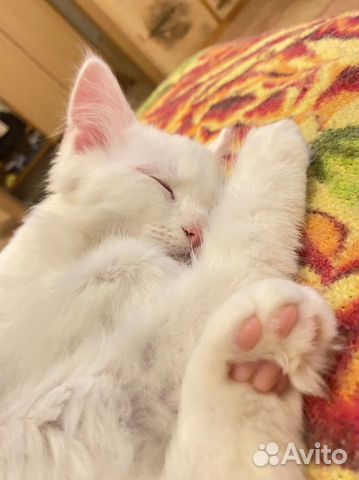 Турецкая ангора (цена договорная)