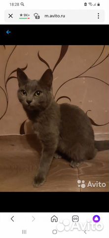 Кошка