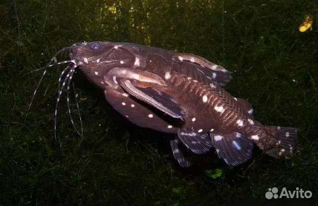 Агамис звёздчатый