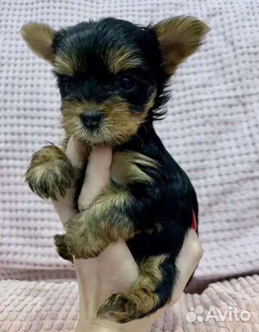 Йоркширский терьер