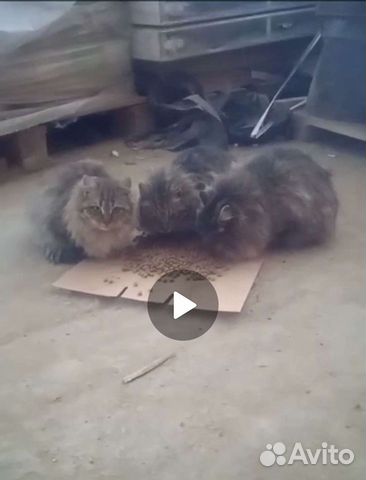 Сибирские котята на стройке
