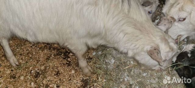 Козел зааненский