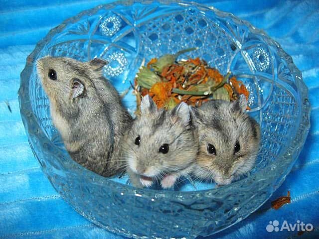 Хомяки кэмпбела самки