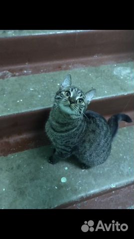 Котёнок бесплатно
