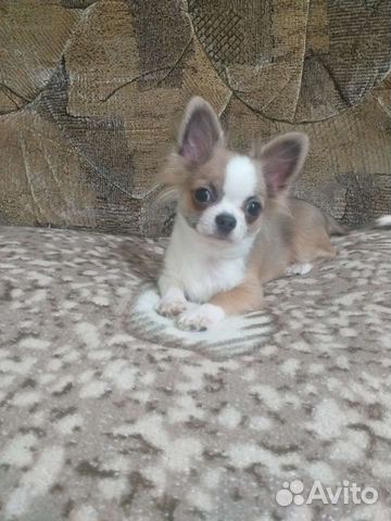 Вязка кобель чихуахуа