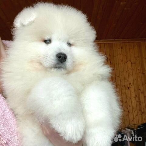 Девчушечка-самоед