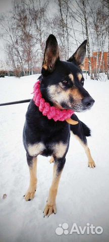 Спасите Макса из приюта