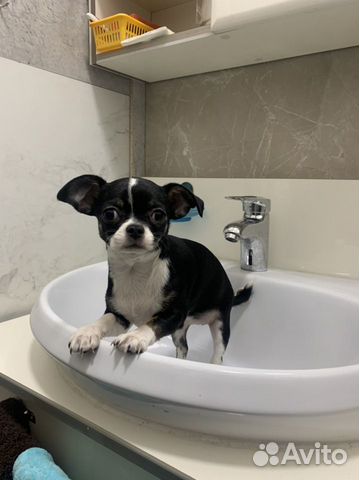 Чихуахуа девочка гладкошерстная с тигровым подпало