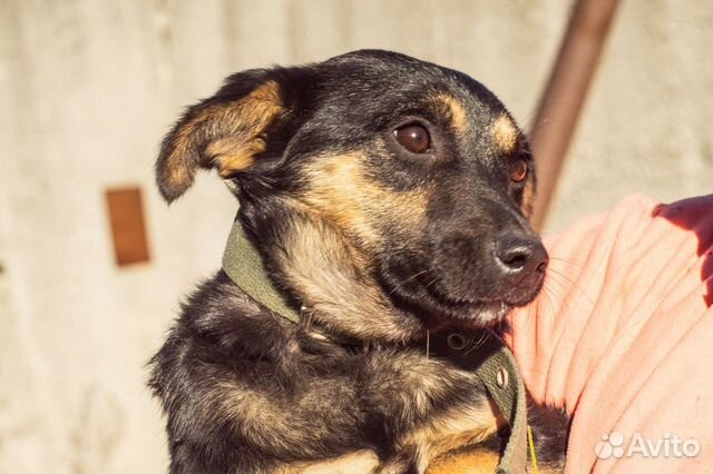 Собака в добрые руки