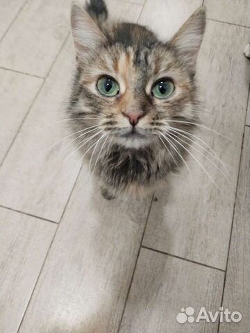 Кошка Ириска