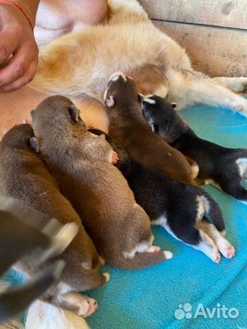 Щенки настоящих Сибирских Хаски