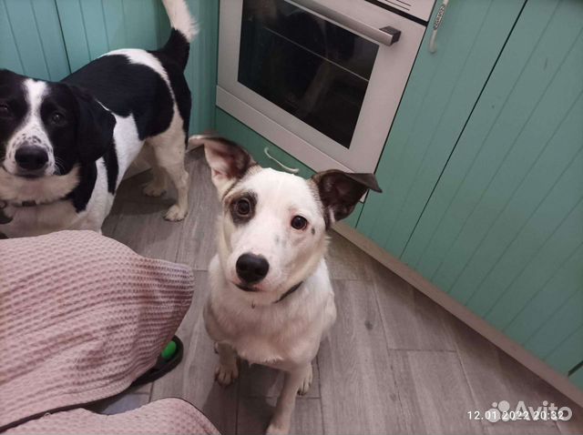 Щенок 10 мес ищет дом