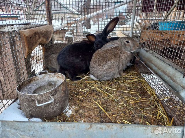 Кролики великаны