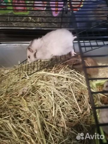 Сирийские хомячки 1 месяц. Папа - участник выставк