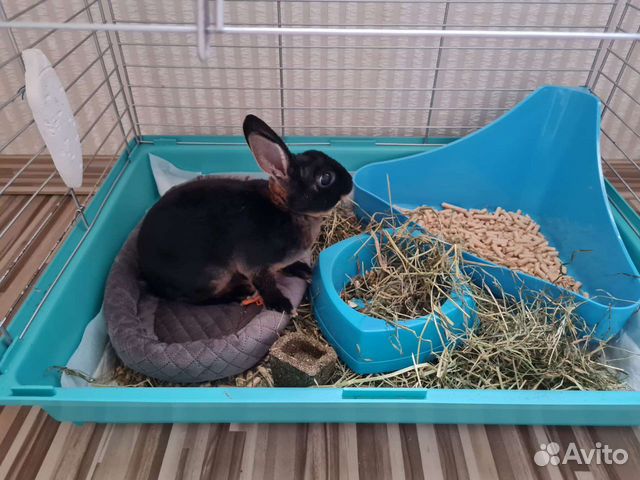 Декоративные кролики рекс