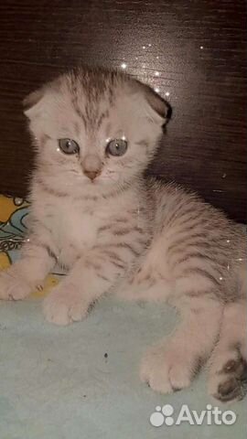 Шотландские котята