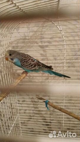 Птенцы волнистый попугай