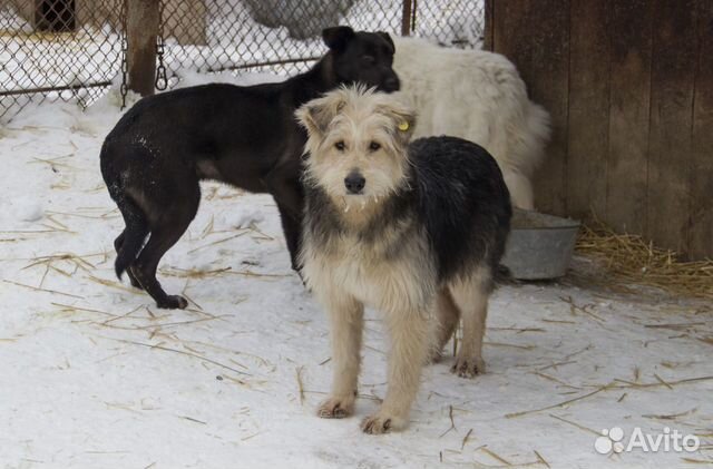 Отдам в добрые руки