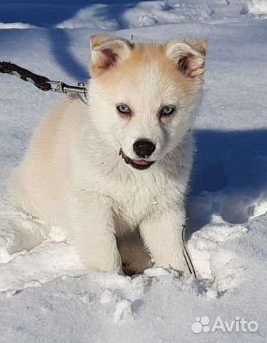 Малыш Чарли