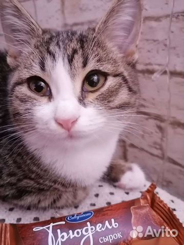 Котенок в дар бесплатно