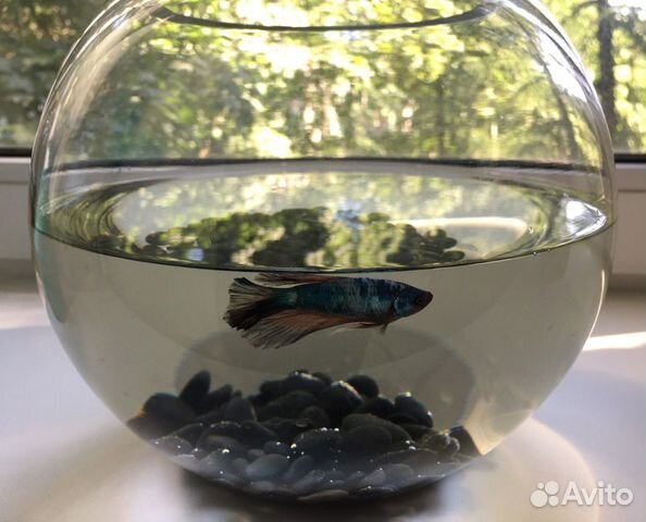 Аквариум шар