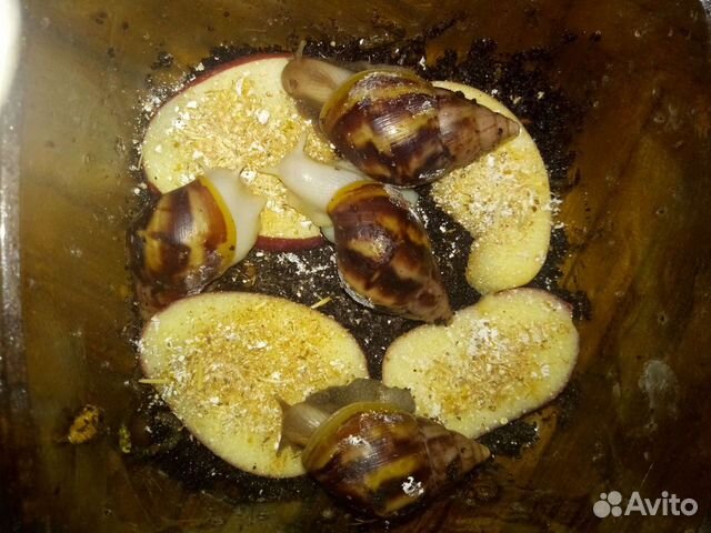 Улитки ахатины бесплатно в дар