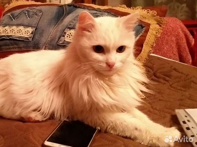 Сибирская кошка Маркиза в добрые руки