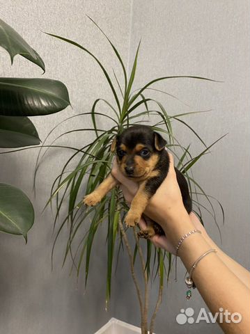 Цвергпинчер