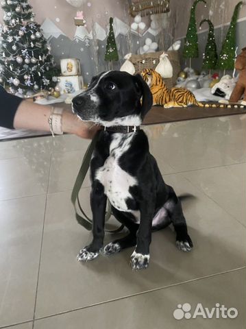 Далматинец