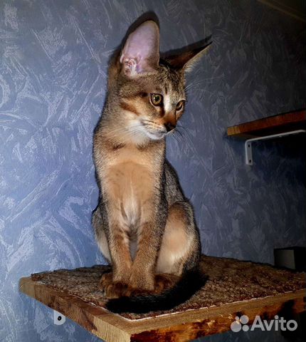 Чаузи