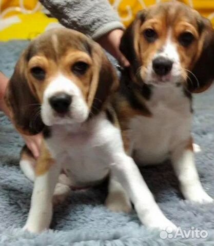 Бигль щенки